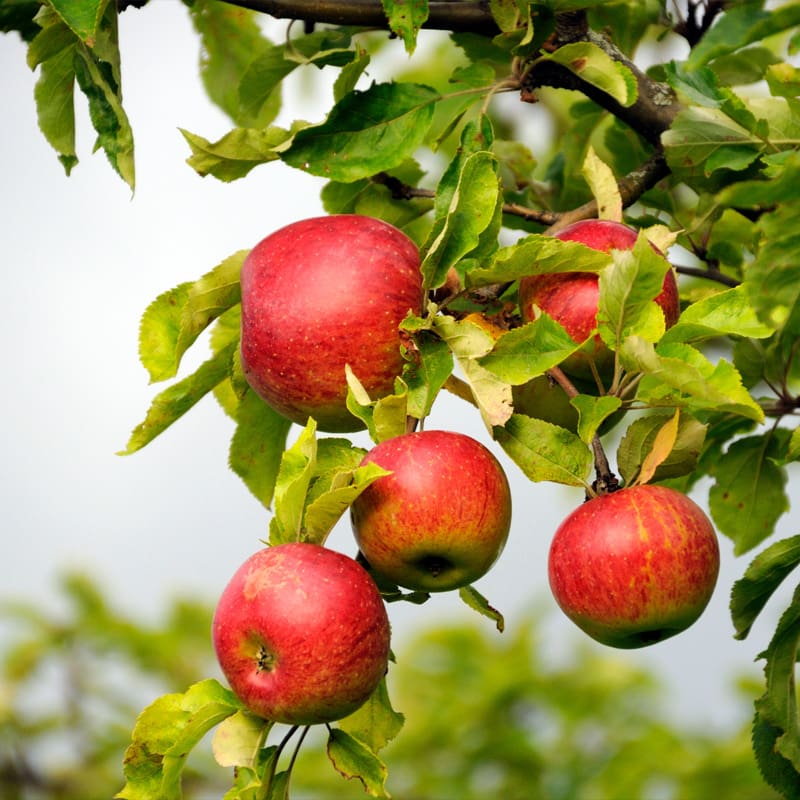 Crab Apple Trees Available to Buy from Hortlands Nursery